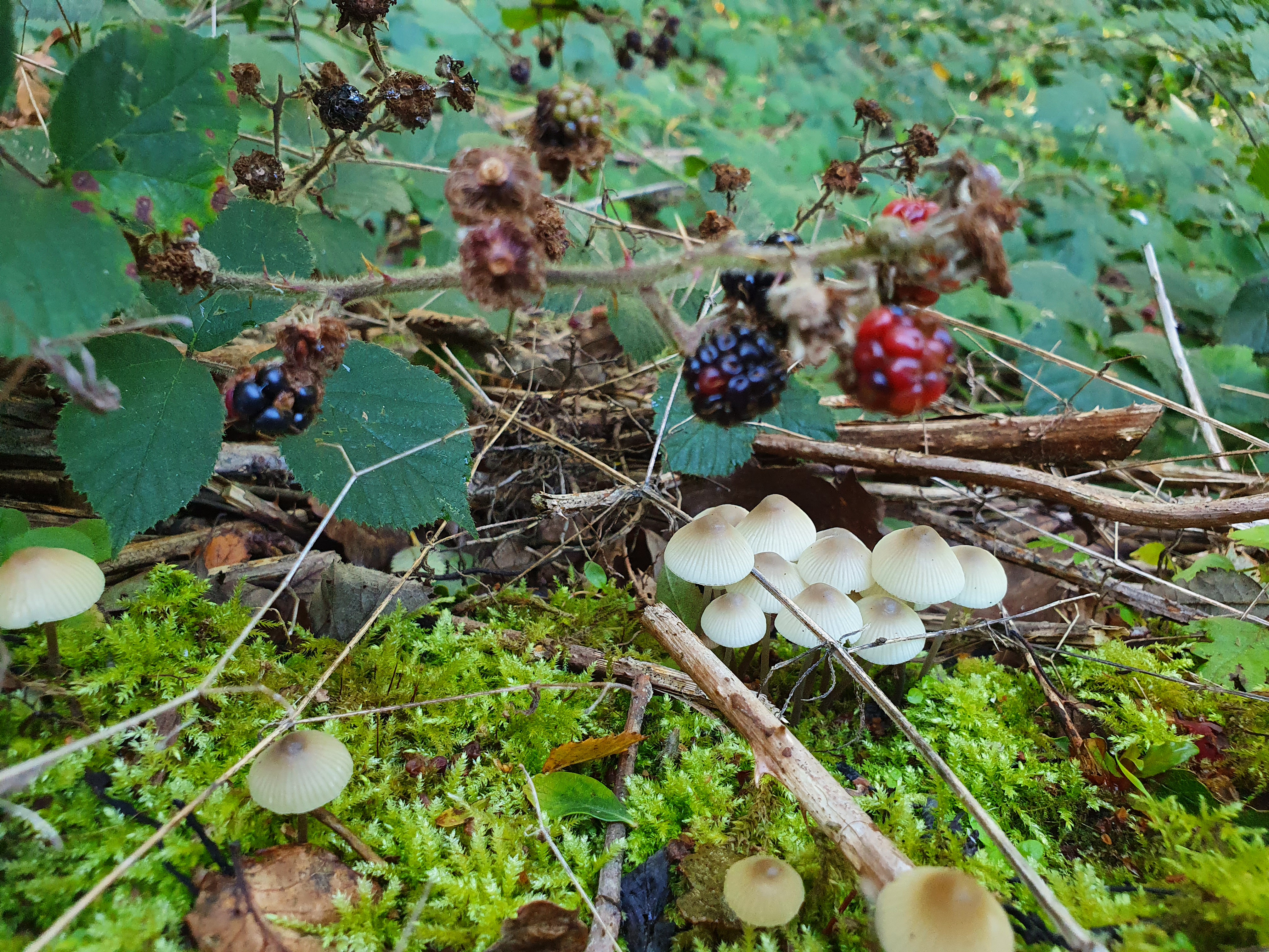 Foraging for fruit – The Grounded Orchardist
