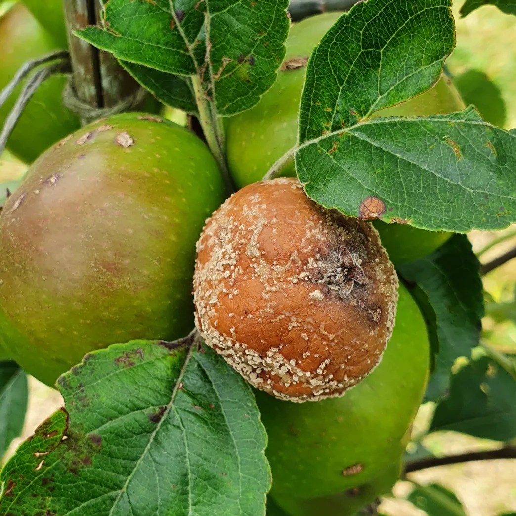 Brown rotten fruit on the tree? Meet Brown rot. – The Grounded Orchardist