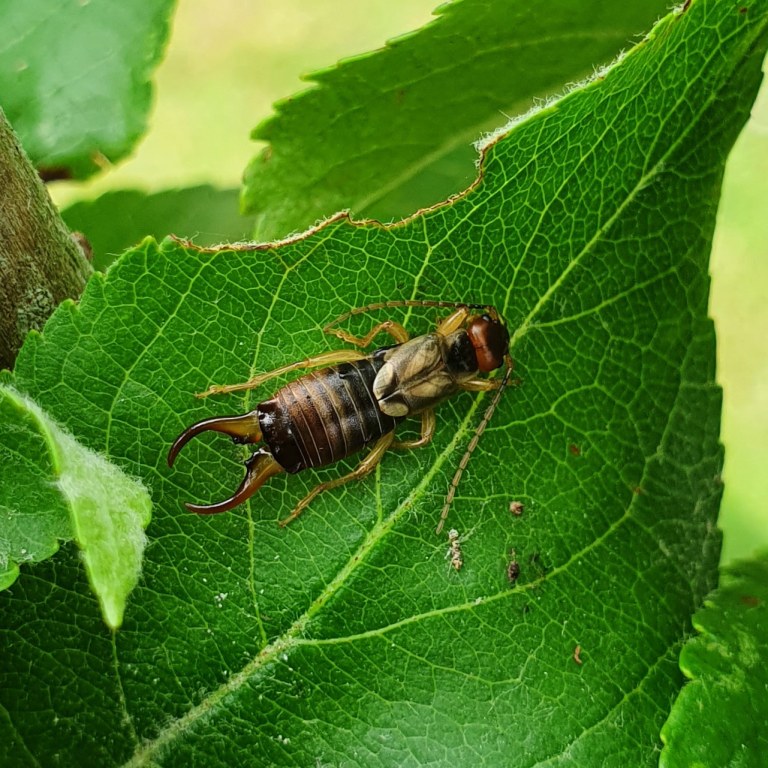 Do Earwigs harm fruit trees? – The Grounded Orchardist