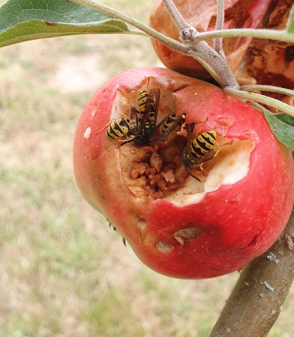 Wasps eating your apples – The Grounded Orchardist
