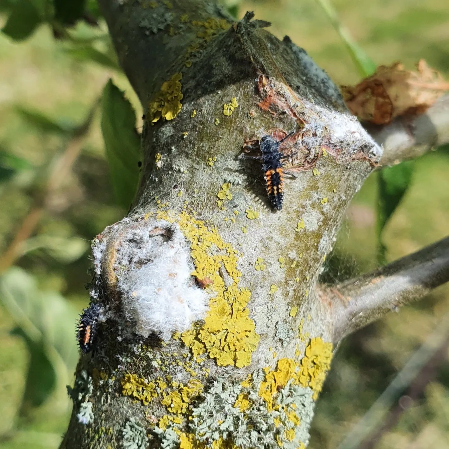 The changing climate in orcharding – The Grounded Orchardist
