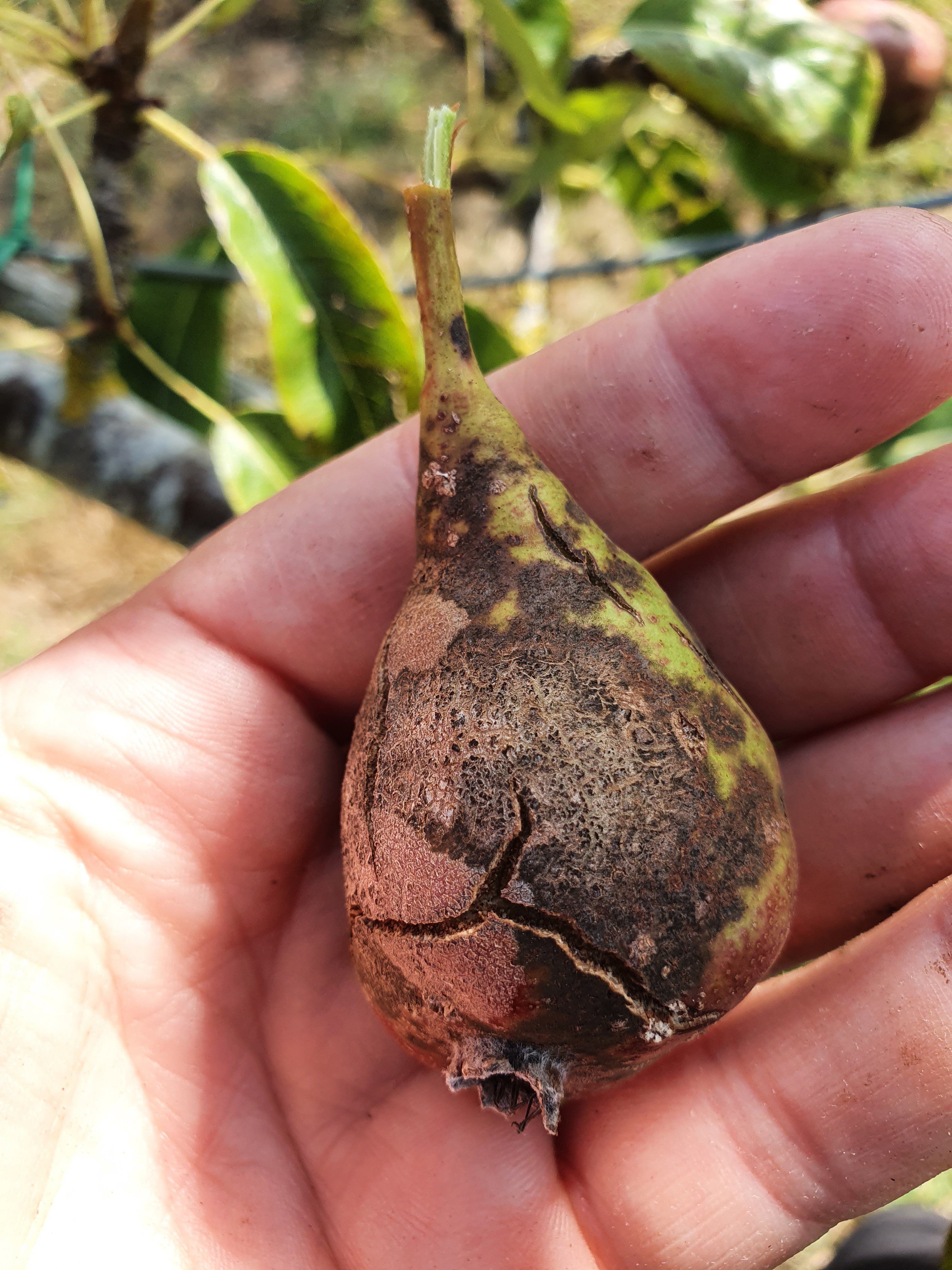 Apple and Pear Scab – The Grounded Orchardist