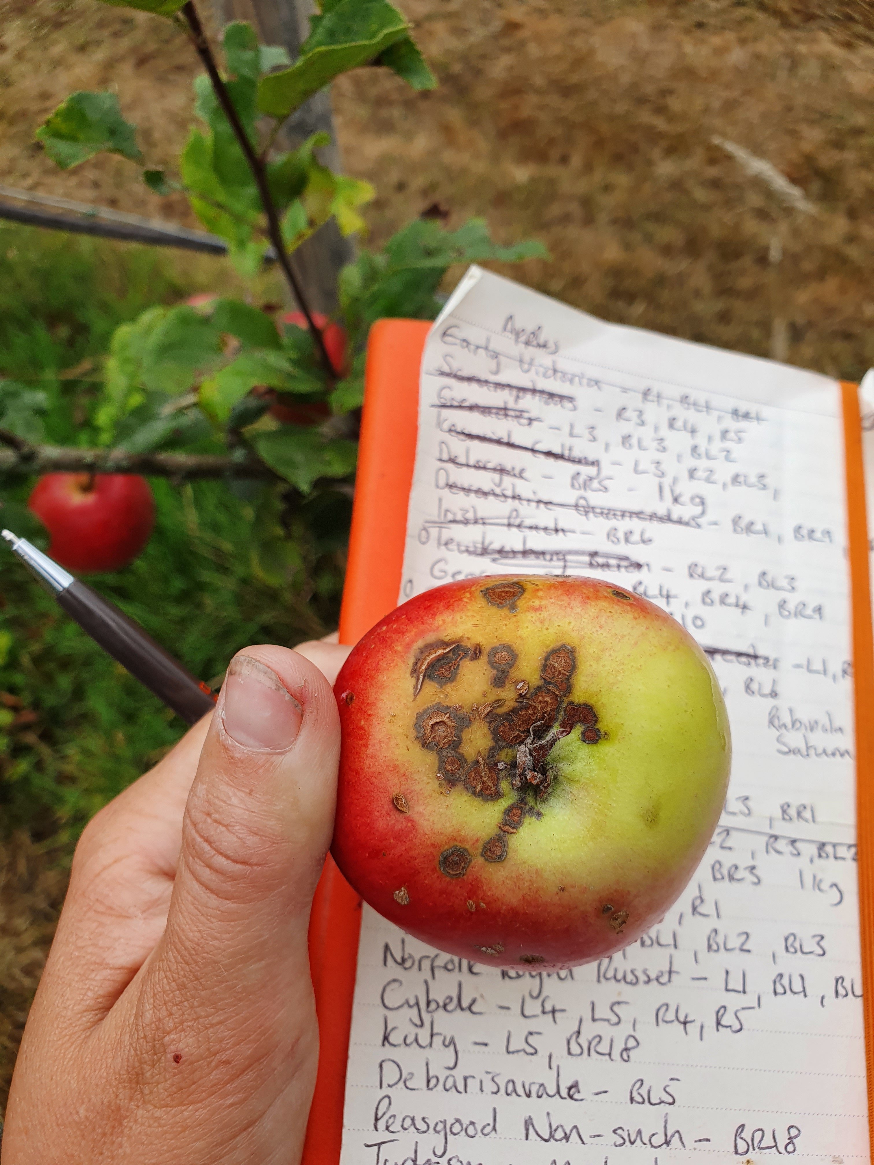 Apple and Pear Scab – The Grounded Orchardist
