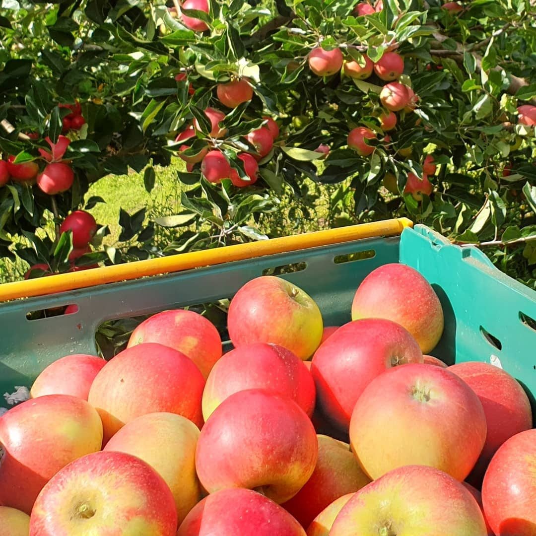 The changing climate in orcharding – The Grounded Orchardist