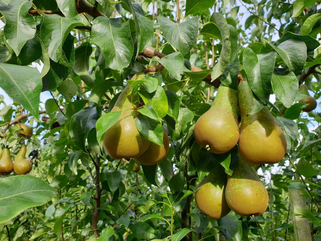 A year of not spraying chemicals…not even organic! – The Grounded ...