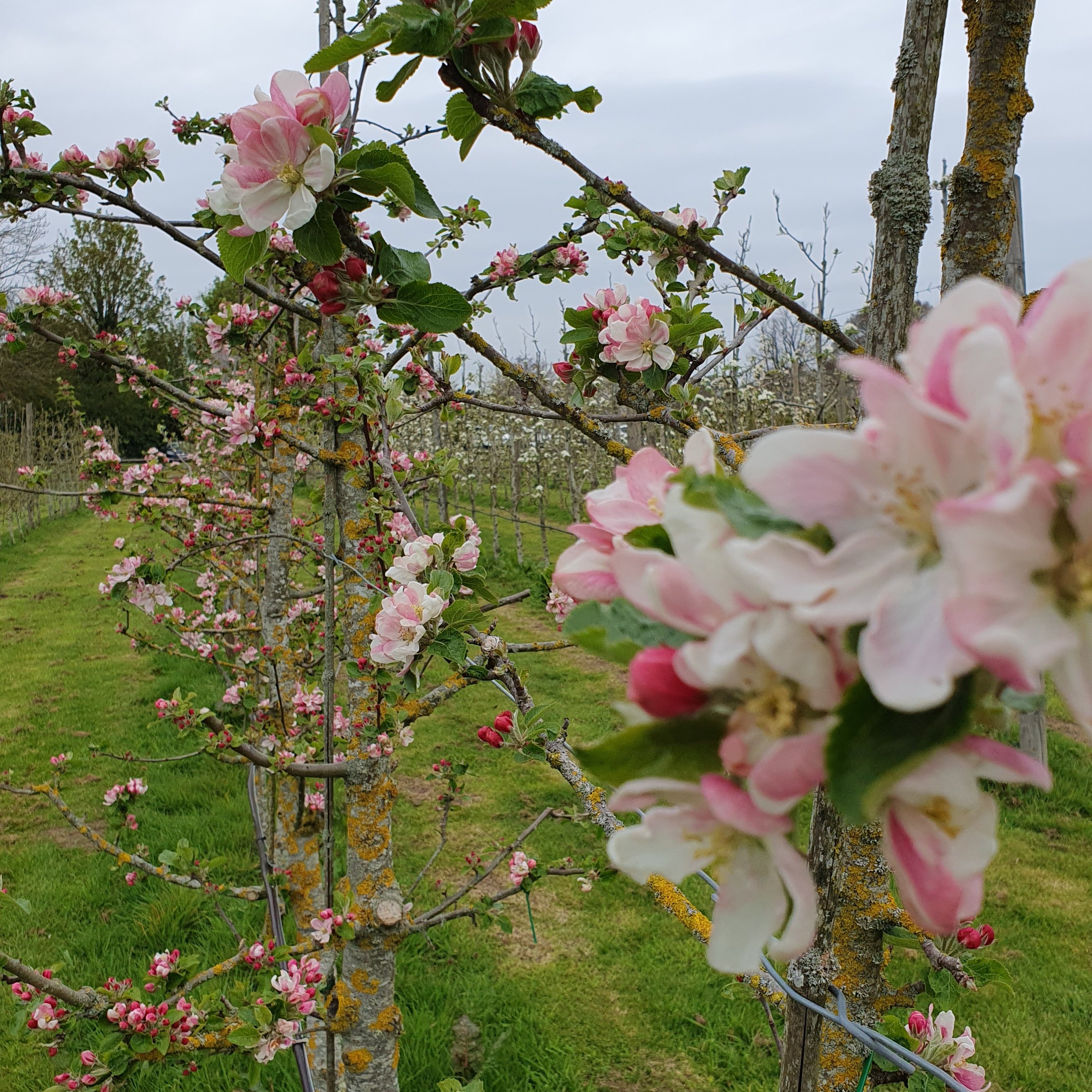 Essential Winter Orchard Tasks for Fruit Trees – The Grounded Orchardist