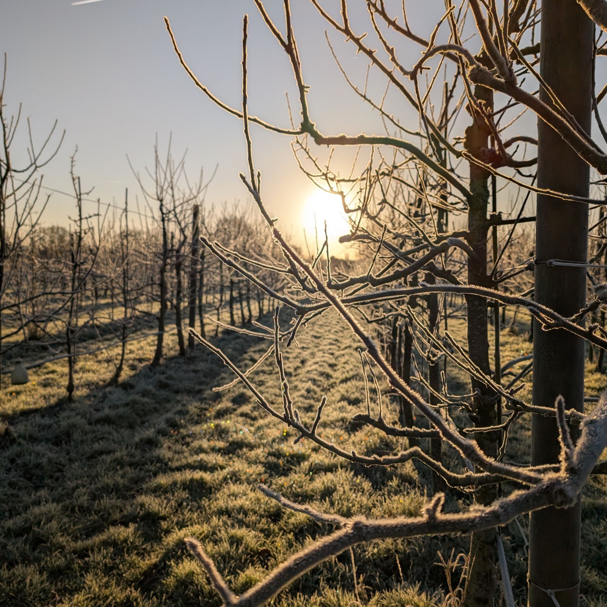 Chill Hours: How They Impact Your Fruit Trees – The Grounded Orchardist