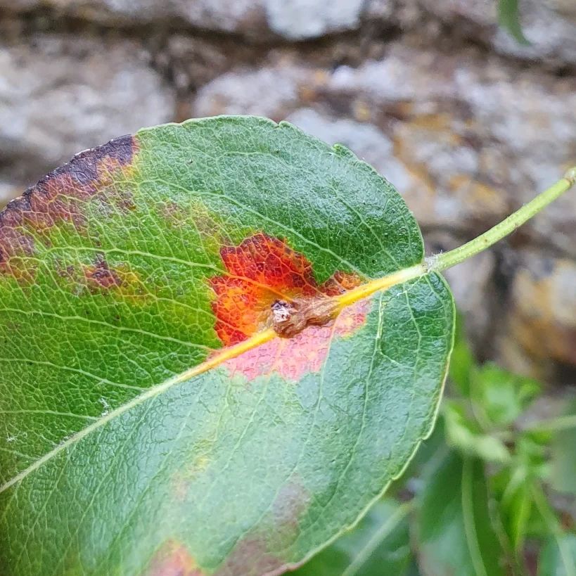 Identifying and managing pear rust – The Grounded Orchardist