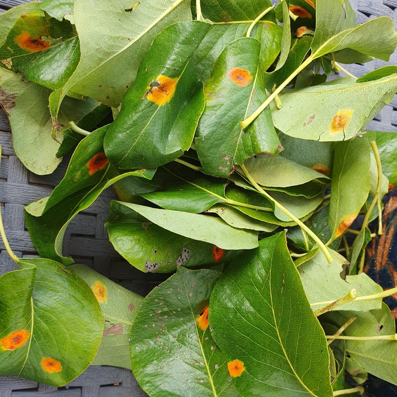 Identifying and managing pear rust – The Grounded Orchardist