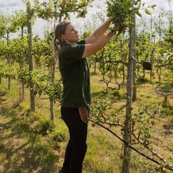 Apple juice pressing – The Grounded Orchardist