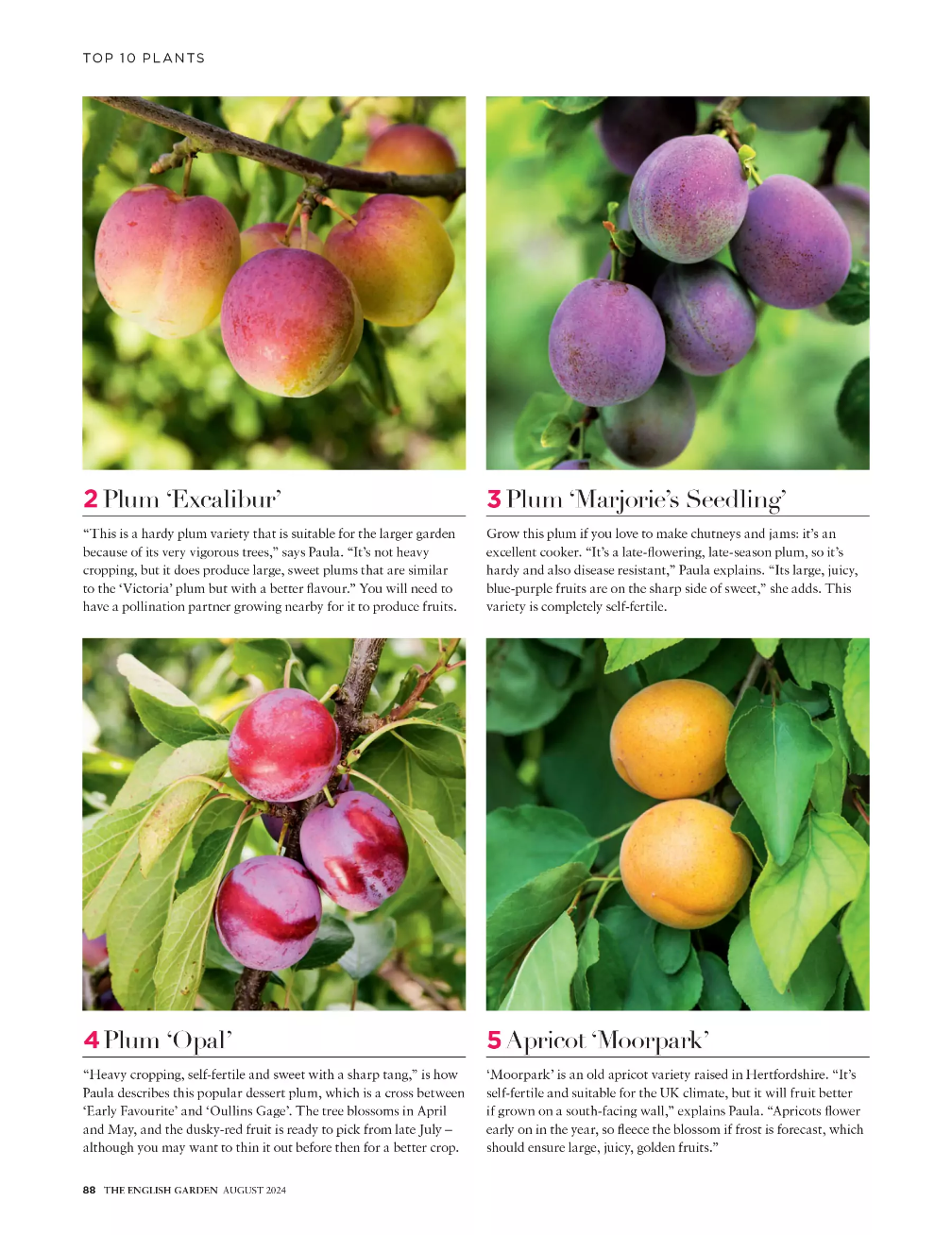 Top 10 Stone Fruit Varieties for UK Gardens – The Grounded Orchardist