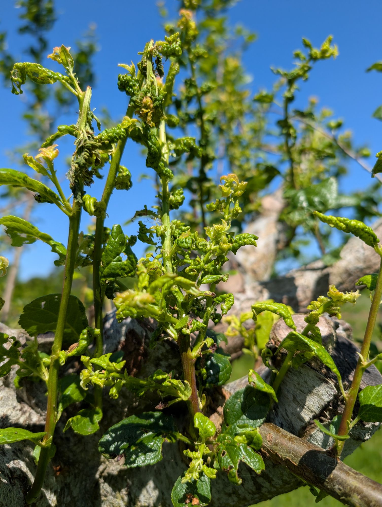Aphid wars on fruit trees – The Grounded Orchardist