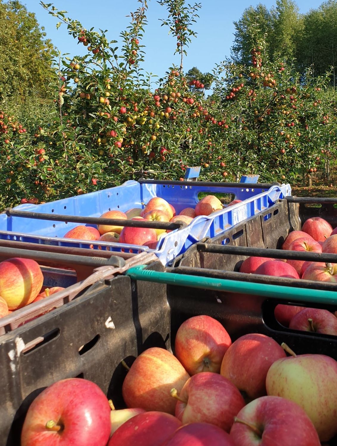 Why am I not getting fruit off my fruit trees? – The Grounded Orchardist